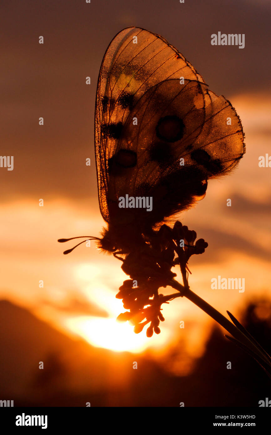 Parnassius apollo hi-res stock photography and images - Alamy
