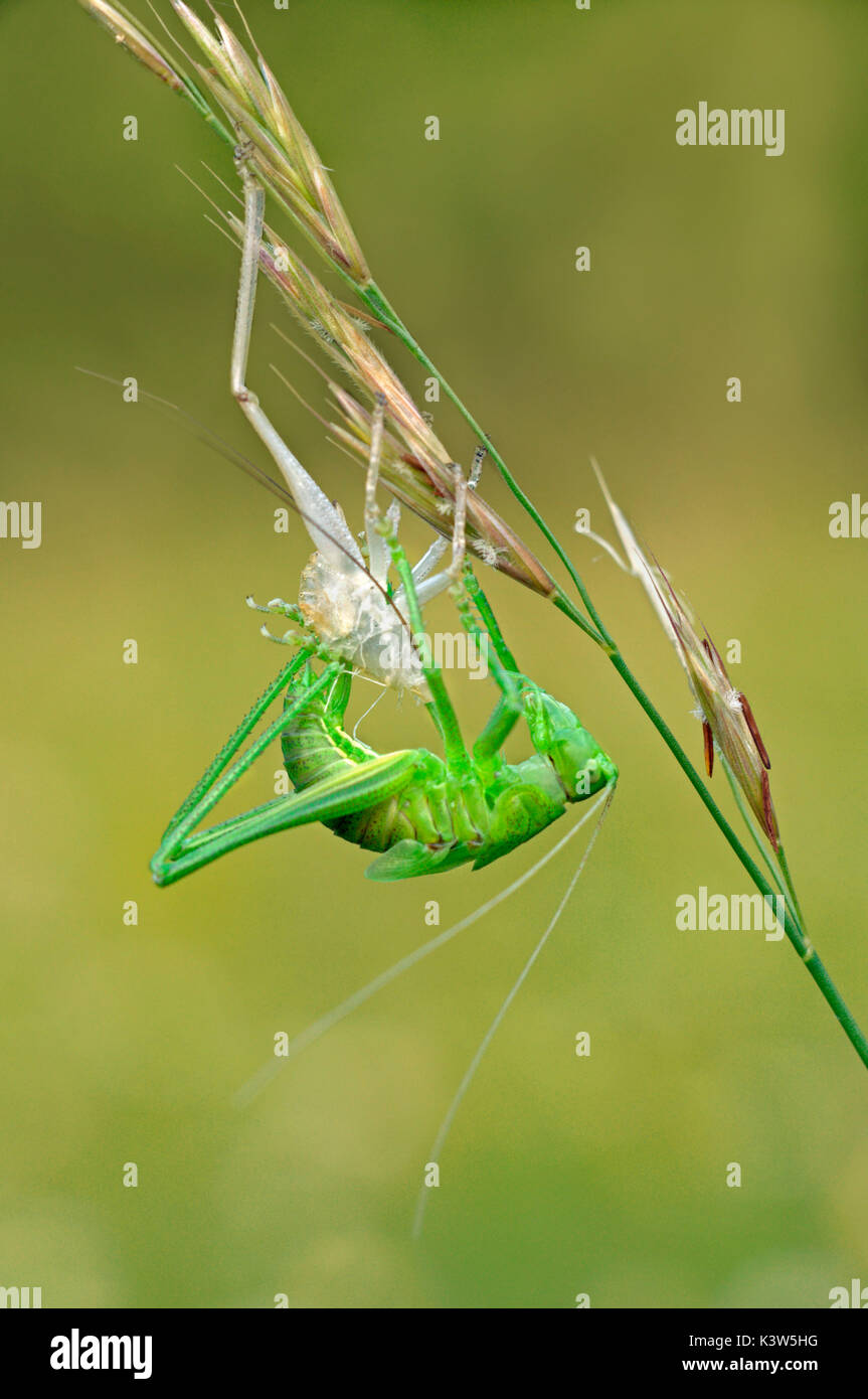 Tettigoniidae hi-res stock photography and images - Alamy