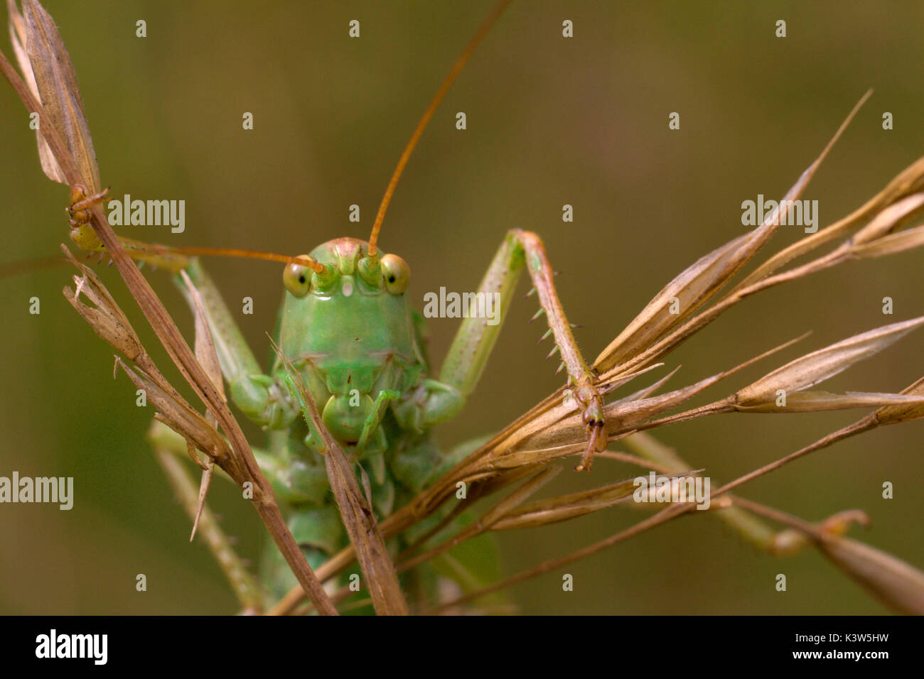 Tettigoniidae hi-res stock photography and images - Alamy