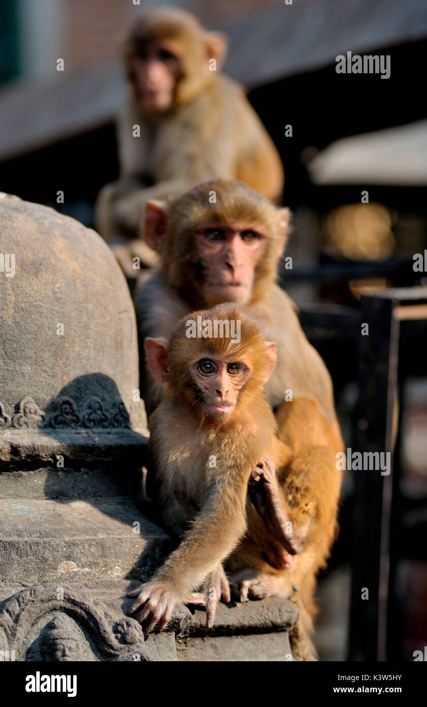 3 monkeys enjoying the sun at swayambhunath temple hi-res stock ...