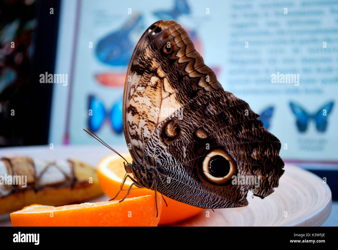 Butterfly italy hi-res stock photography and images - Alamy