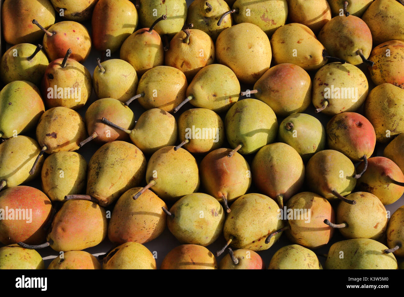 Pears are packed carefully to prevent bruising and to show the maximum ...