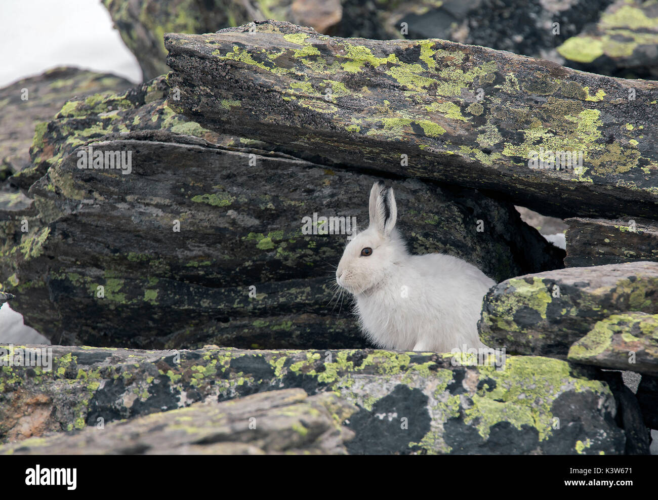 Stelvio National Park,Lombardy,Italy.Hare Stock Photo - Alamy