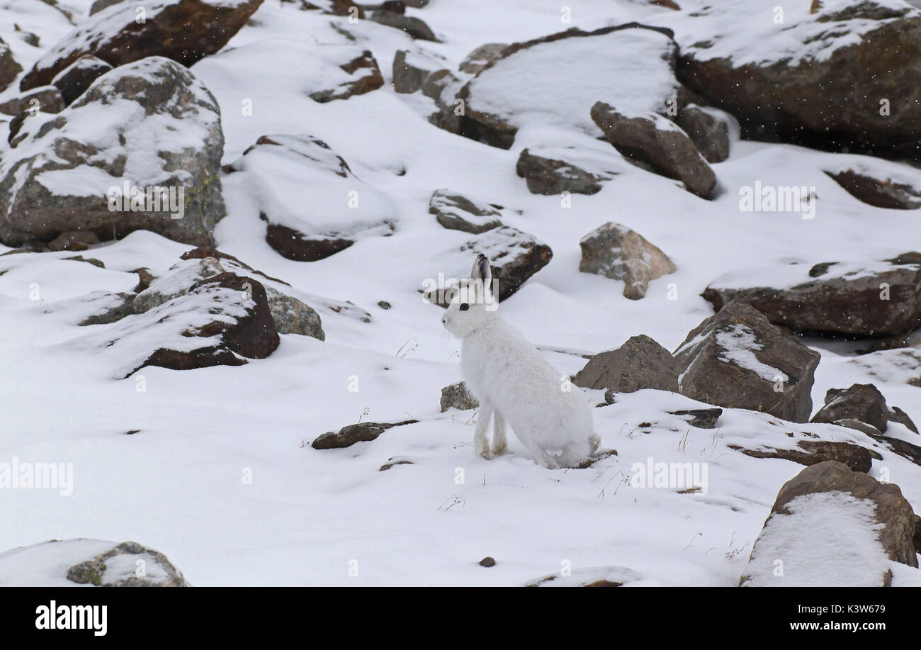 Stelvio National Park,Lombardy,Italy.Hare Stock Photo - Alamy
