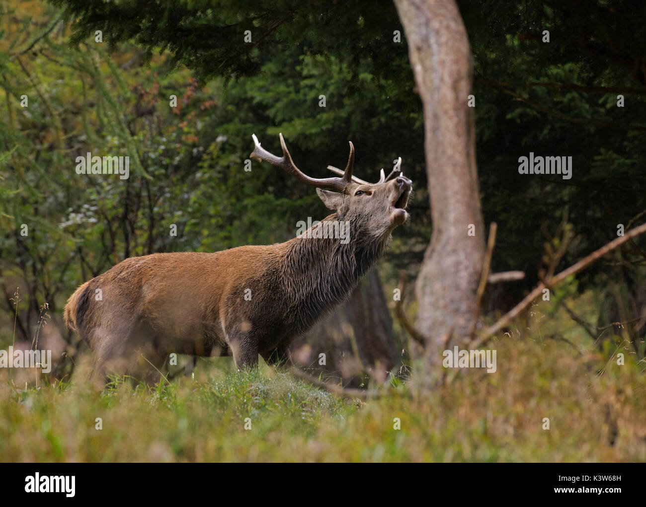 Red deer national park hi-res stock photography and images - Alamy