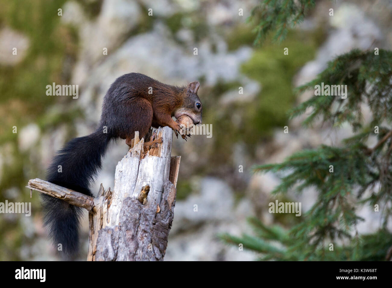 Italy squirrel hi-res stock photography and images - Alamy