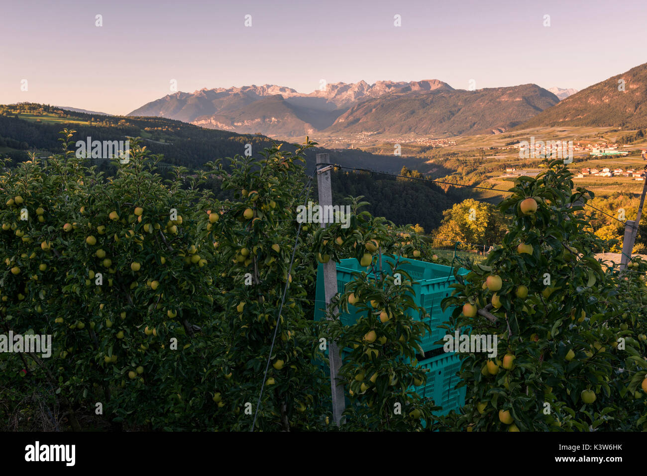 Golden apple from non valley hi-res stock photography and images - Alamy