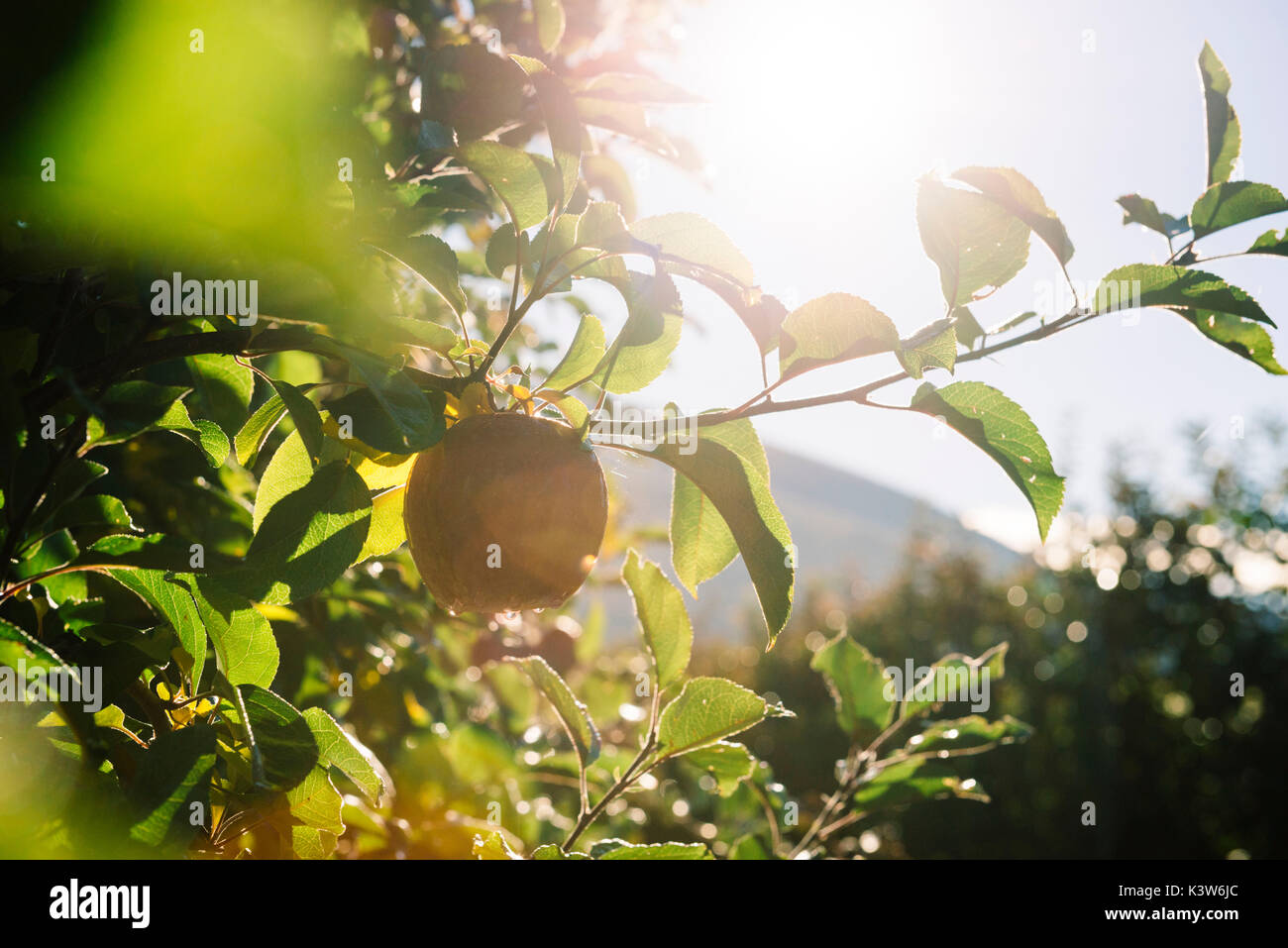 From apple trees hi-res stock photography and images - Alamy