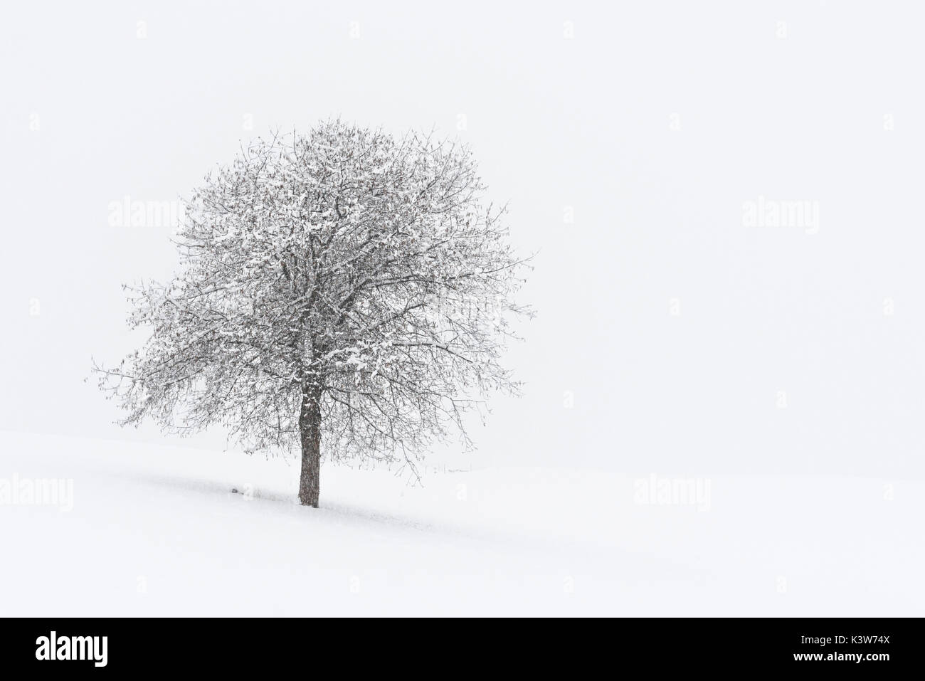 Snowfall tree hi-res stock photography and images - Alamy