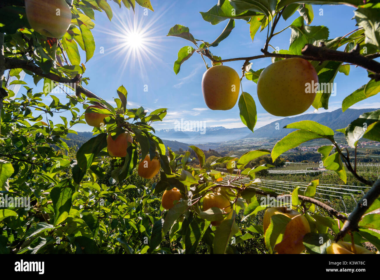 Golden apple from non valley hi-res stock photography and images - Alamy