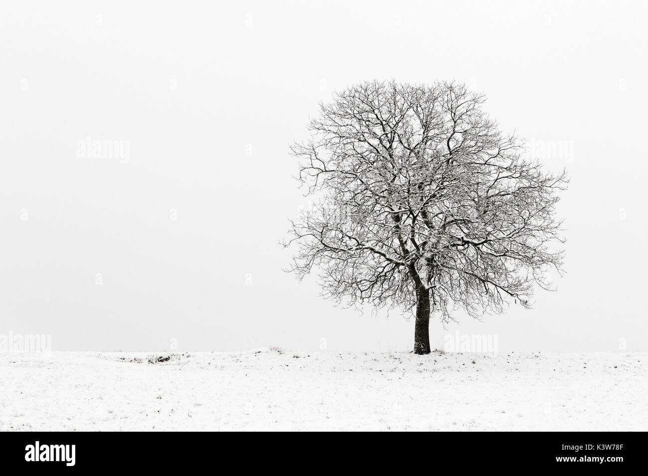 Italy, Trentino Alto Adige, Non Valley, lone apple tree in a winter day ...