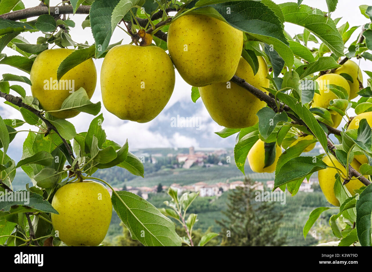 Golden apple from non valley hi-res stock photography and images - Alamy