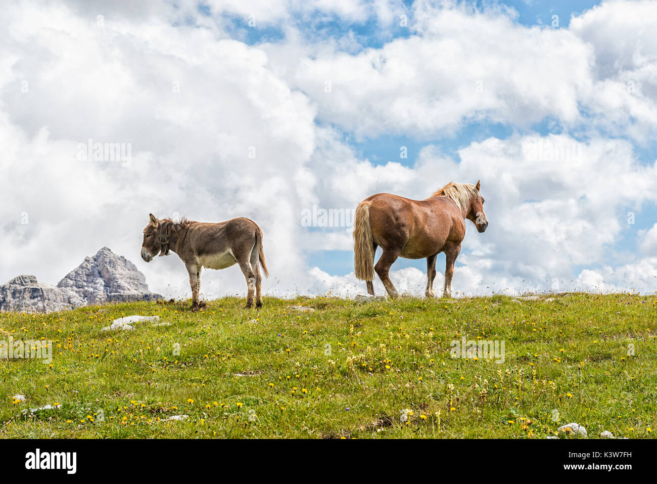 Donkey italian landscapes hi-res stock photography and images - Alamy
