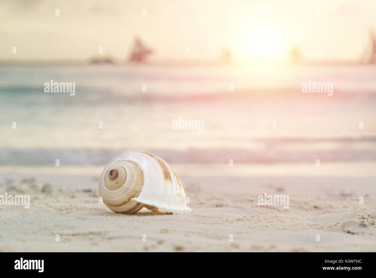 Conch shell in sand on tropical beach Stock Photo - Alamy