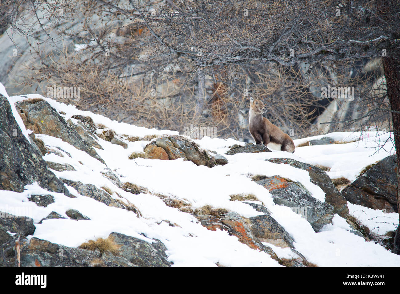 Steinbock female, Capra ibex, on mountain Stock Photo - Alamy