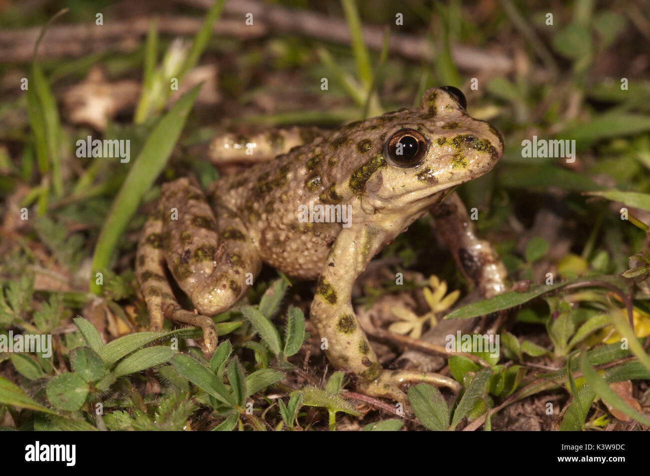 Specimen of Pelodytes punctatus in its habitat Stock Photo - Alamy