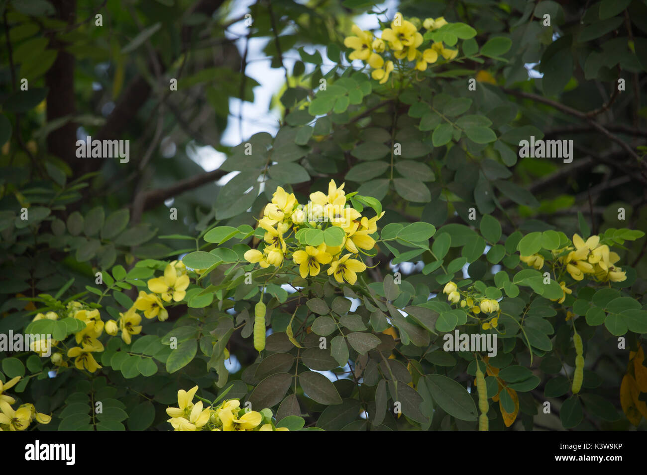 Cassia siamea hi-res stock photography and images - Alamy