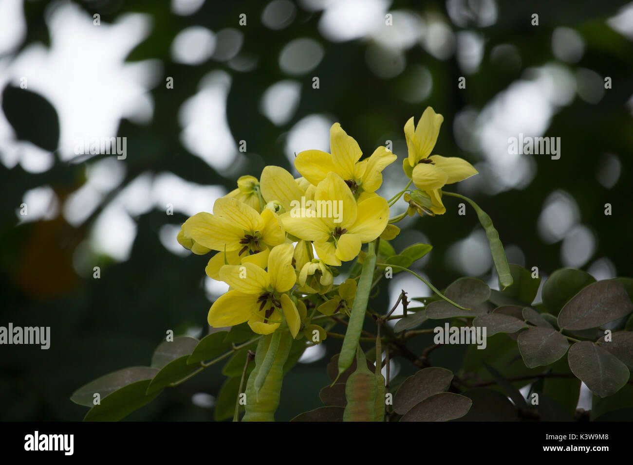 Chromone hi-res stock photography and images - Alamy