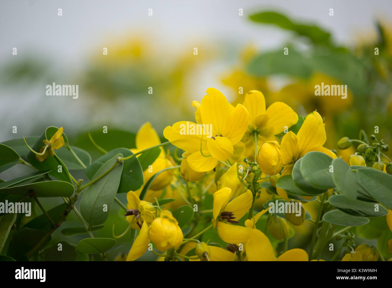 Chromone hi-res stock photography and images - Alamy