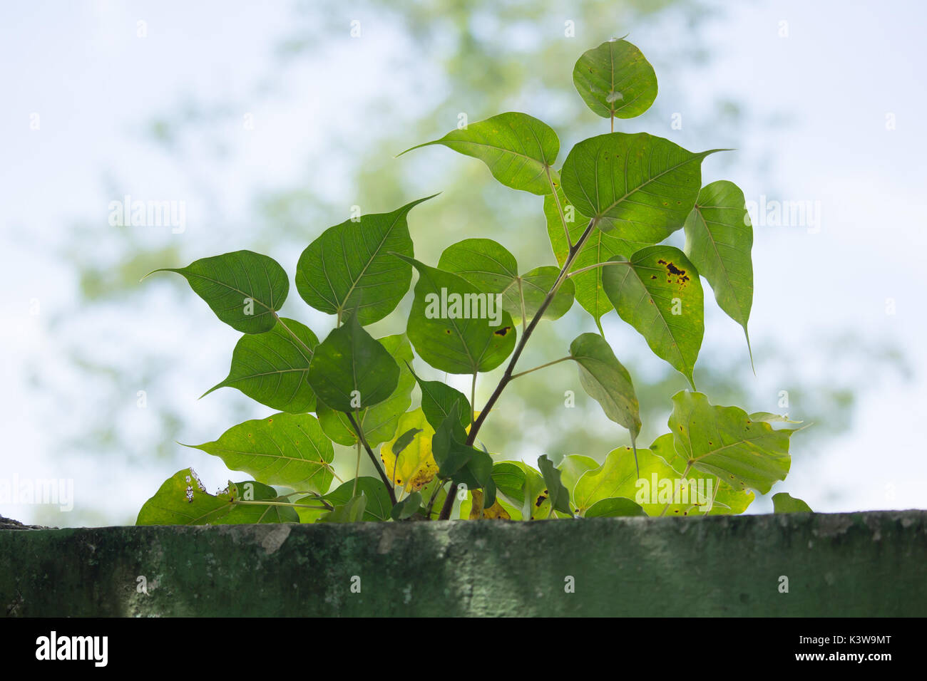 Roots Of Peepal Tree High Resolution Stock Photography and Images - Alamy