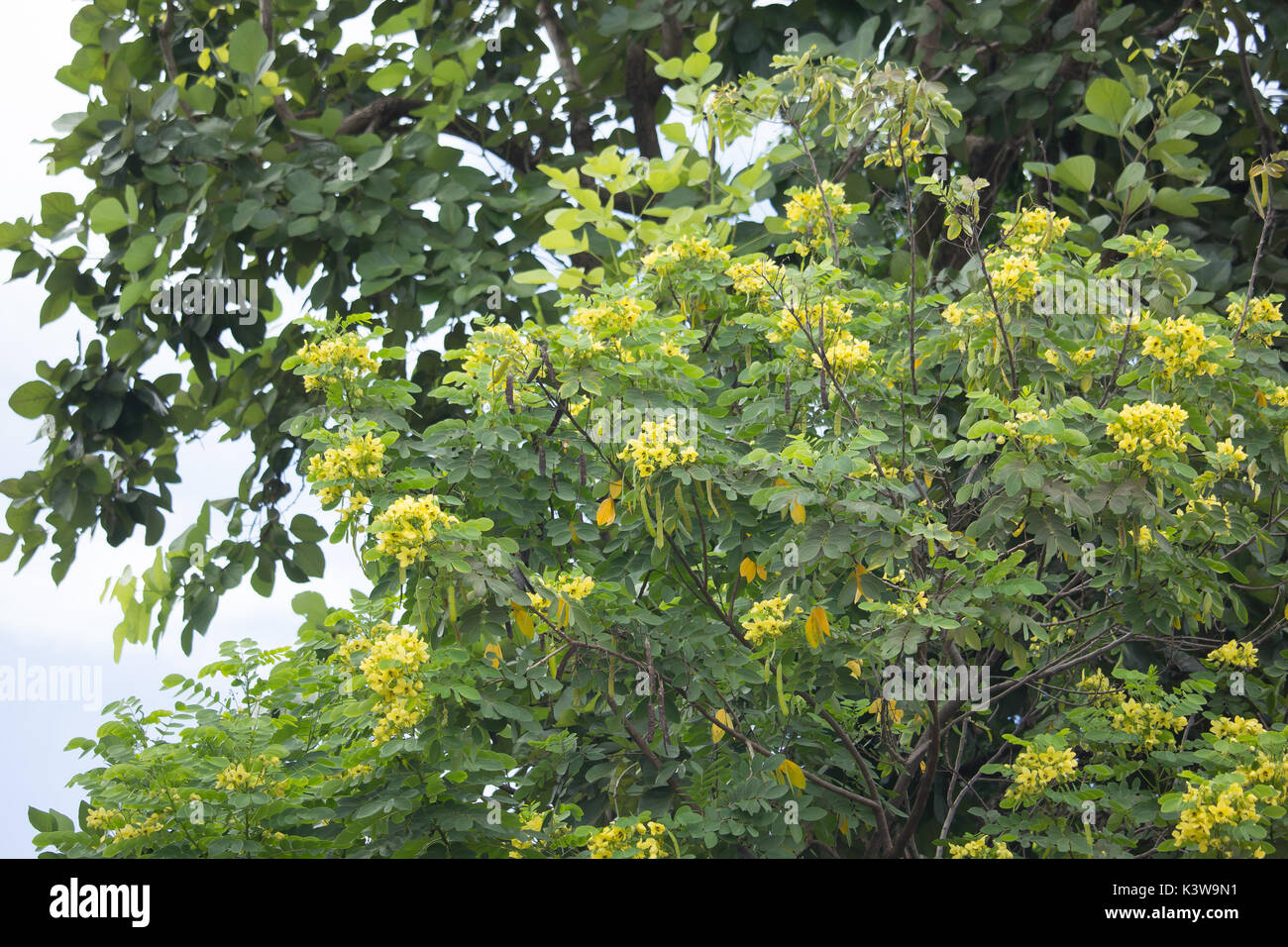 Close up Yellow Flower of Thai copper pod or Cassod tree Stock Photo ...