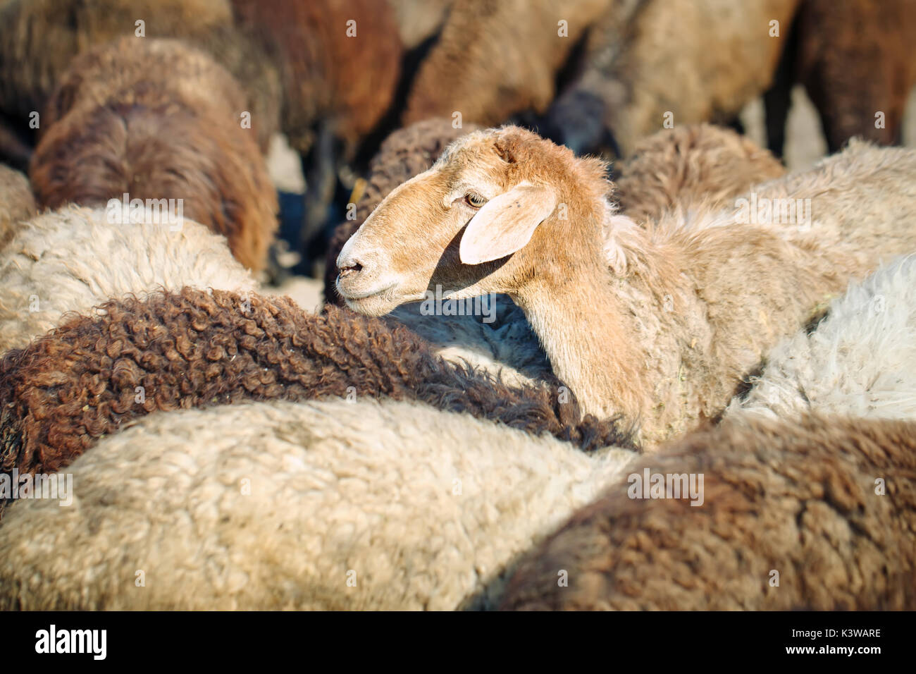 Livestock farm, herd of sheep Stock Photo - Alamy