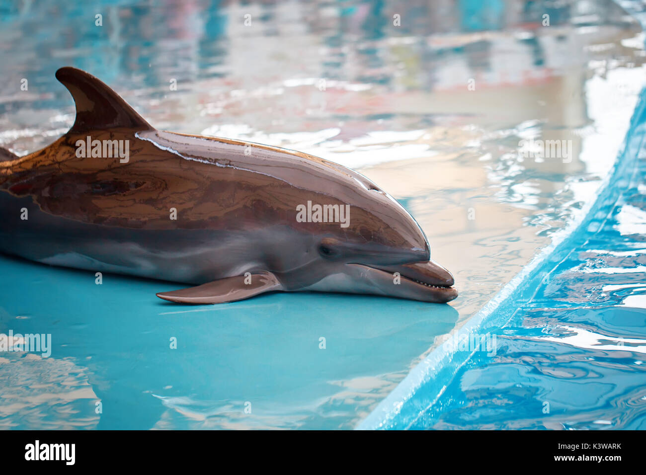 A young Dolphin is smiling and playing in the pool Stock Photo - Alamy