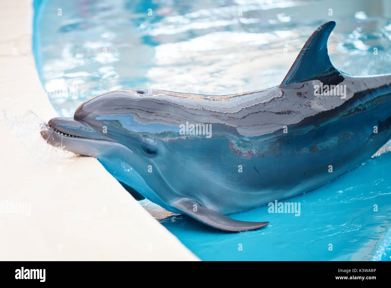A young Dolphin is smiling and playing in the pool Stock Photo - Alamy