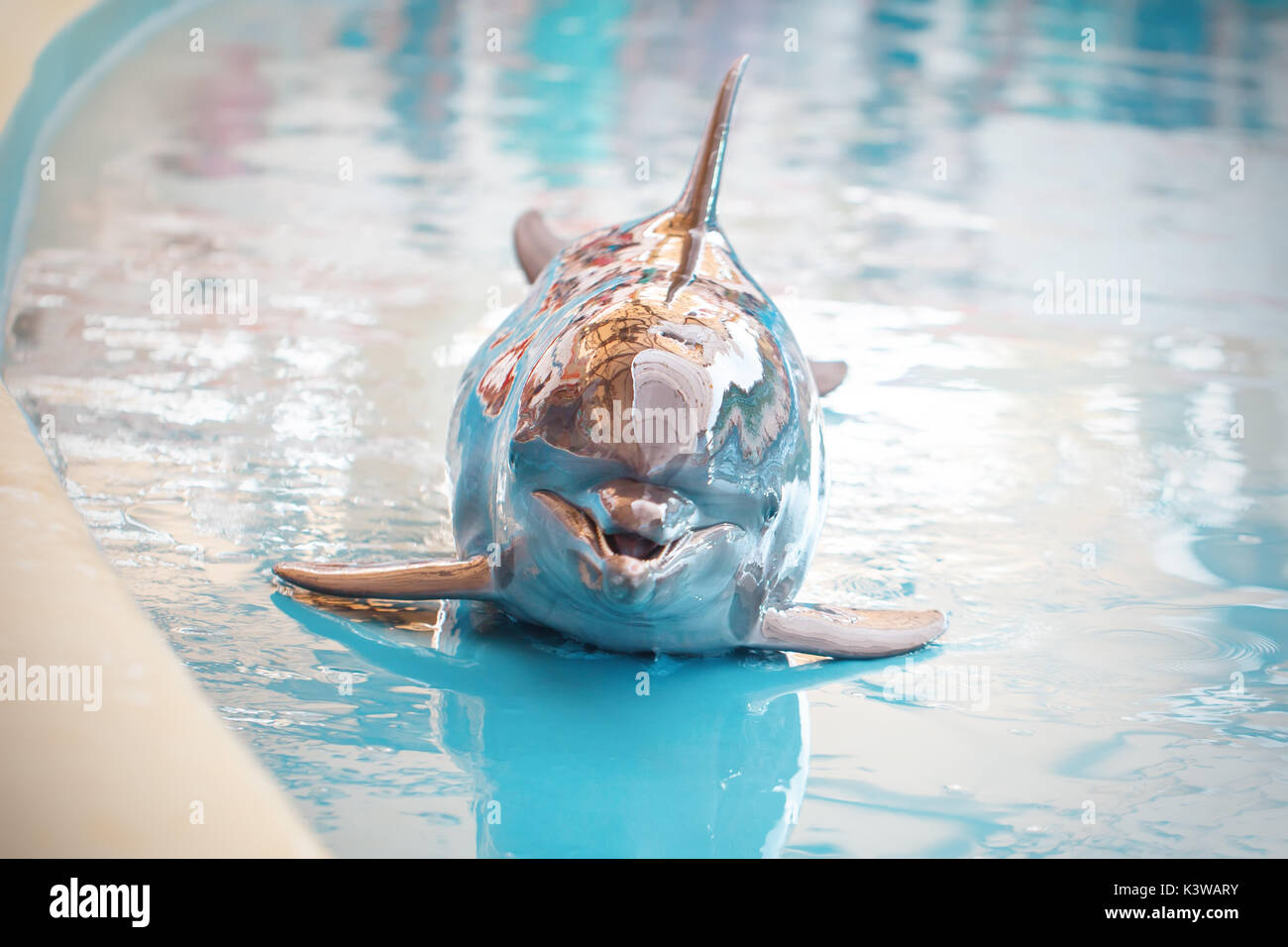 A young Dolphin is smiling and playing in the pool Stock Photo - Alamy