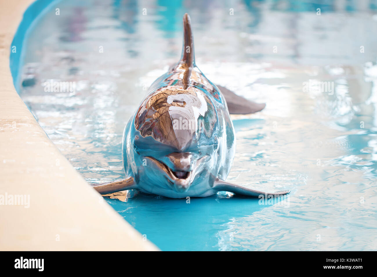 Dolphin pool hi-res stock photography and images - Alamy