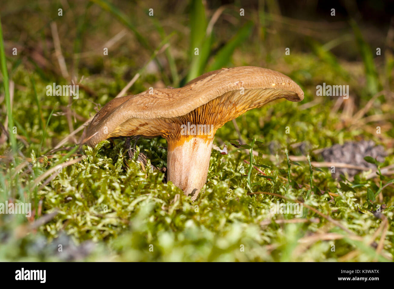 Paxillus fungus hi-res stock photography and images - Alamy