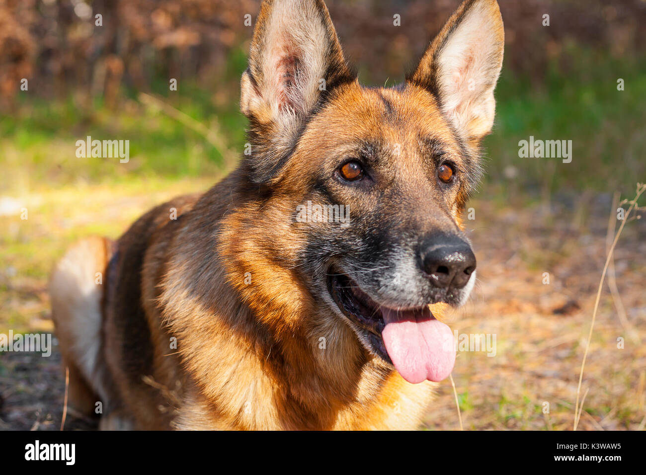 German shepherd dog sheep hi-res stock photography and images - Alamy