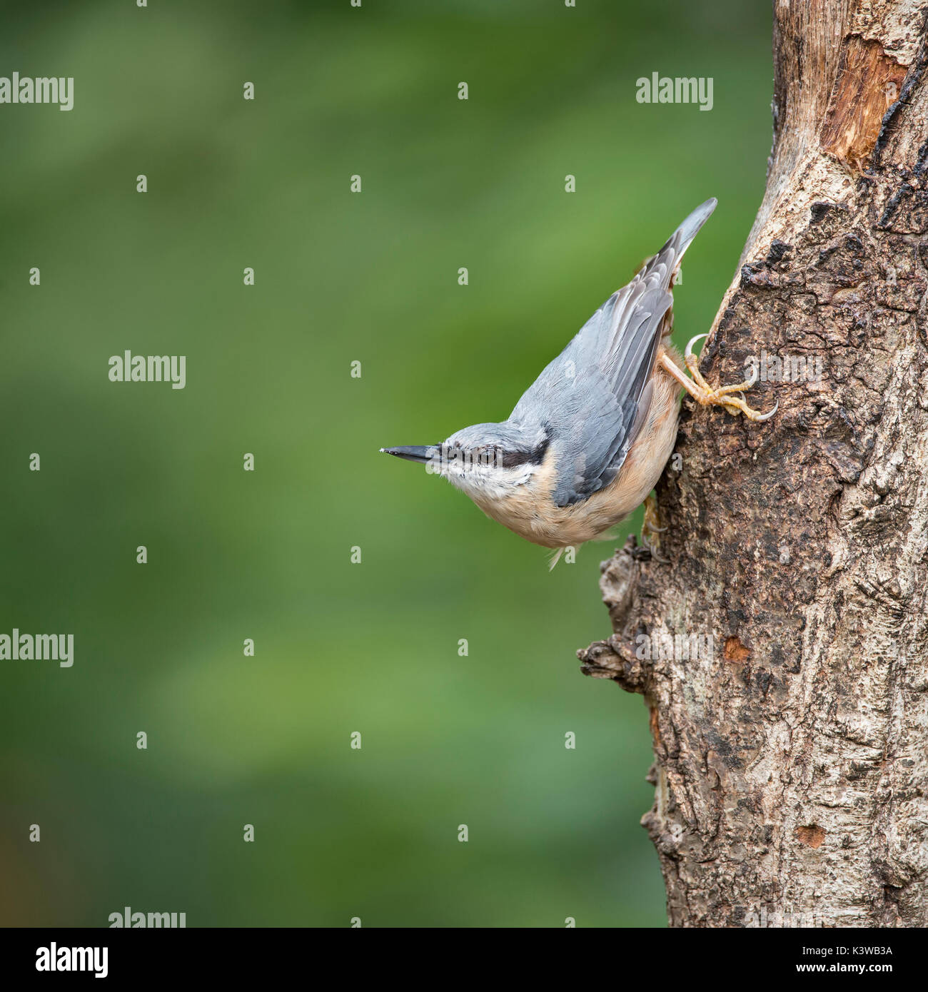 Beautiful nuthatch hi-res stock photography and images - Alamy