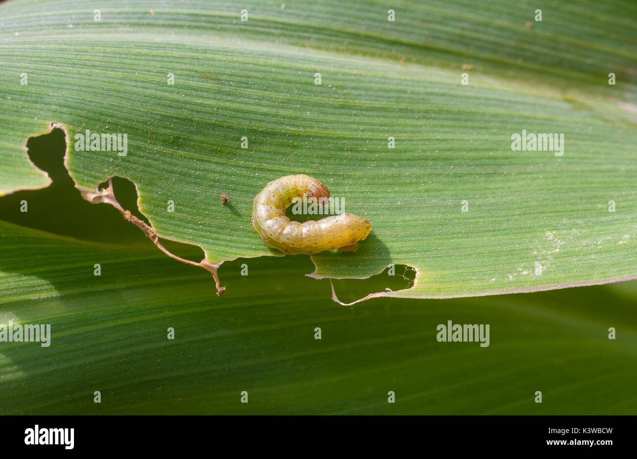 Fall armyworm Spodoptera frugiperda (J.E. Smith, 1797) on the damaged ... Fall armyworm Spodoptera frugiperda (J.E. Smith, 1797) on the damaged ...
