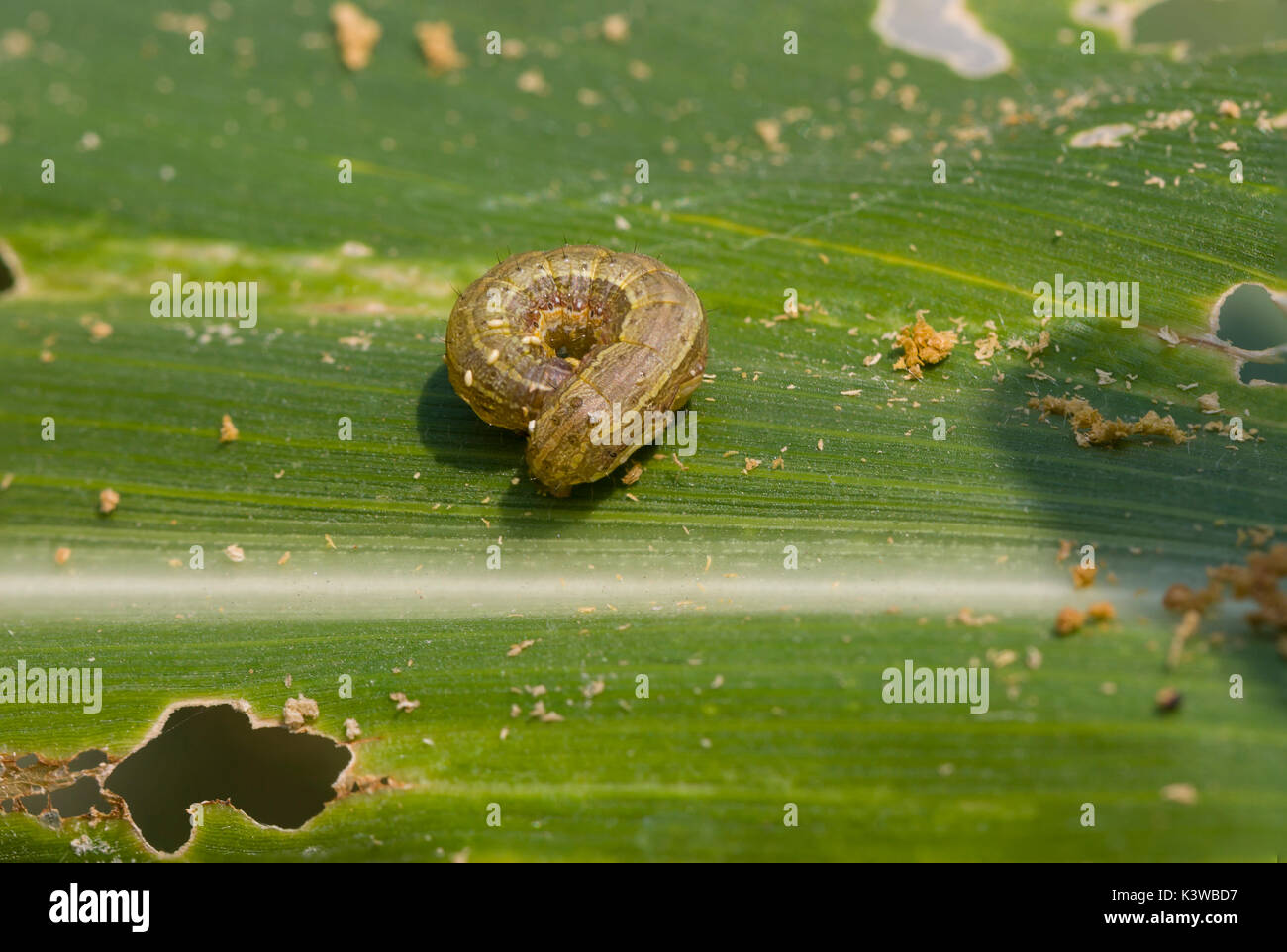 Armyworm tomato plant hi-res stock photography and images - Alamy