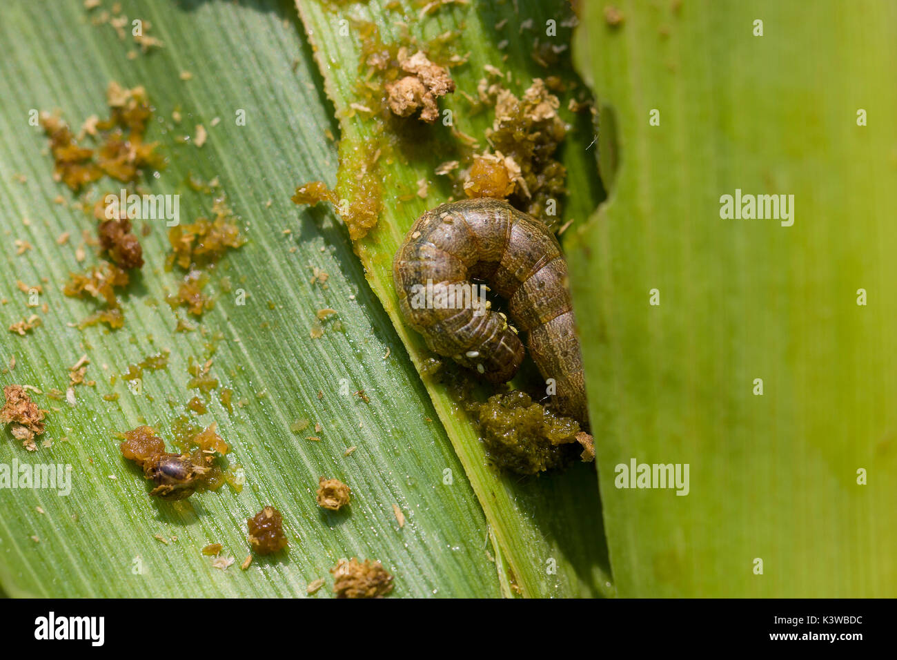 Fall armyworm Spodoptera frugiperda (J.E. Smith, 1797) on the damaged ... Fall armyworm Spodoptera frugiperda (J.E. Smith, 1797) on the damaged ...