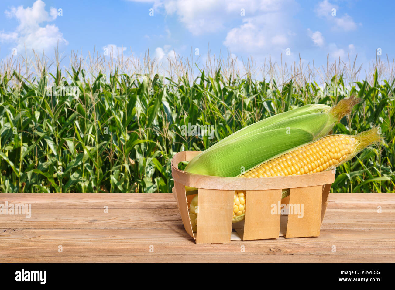 fresh corn cobs in basket Stock Photo - Alamy