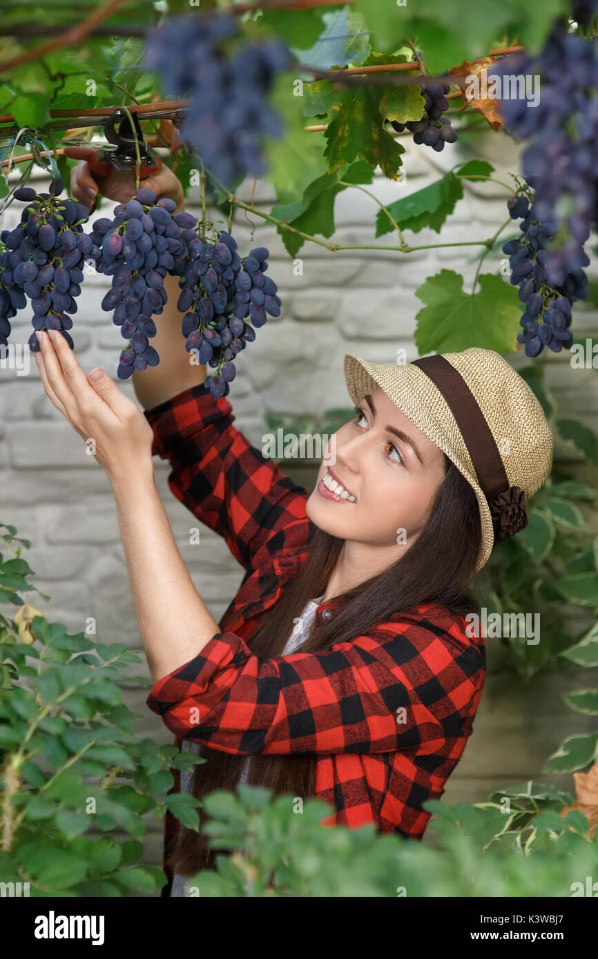 Woman grape harvest vineyard hi-res stock photography and images - Alamy