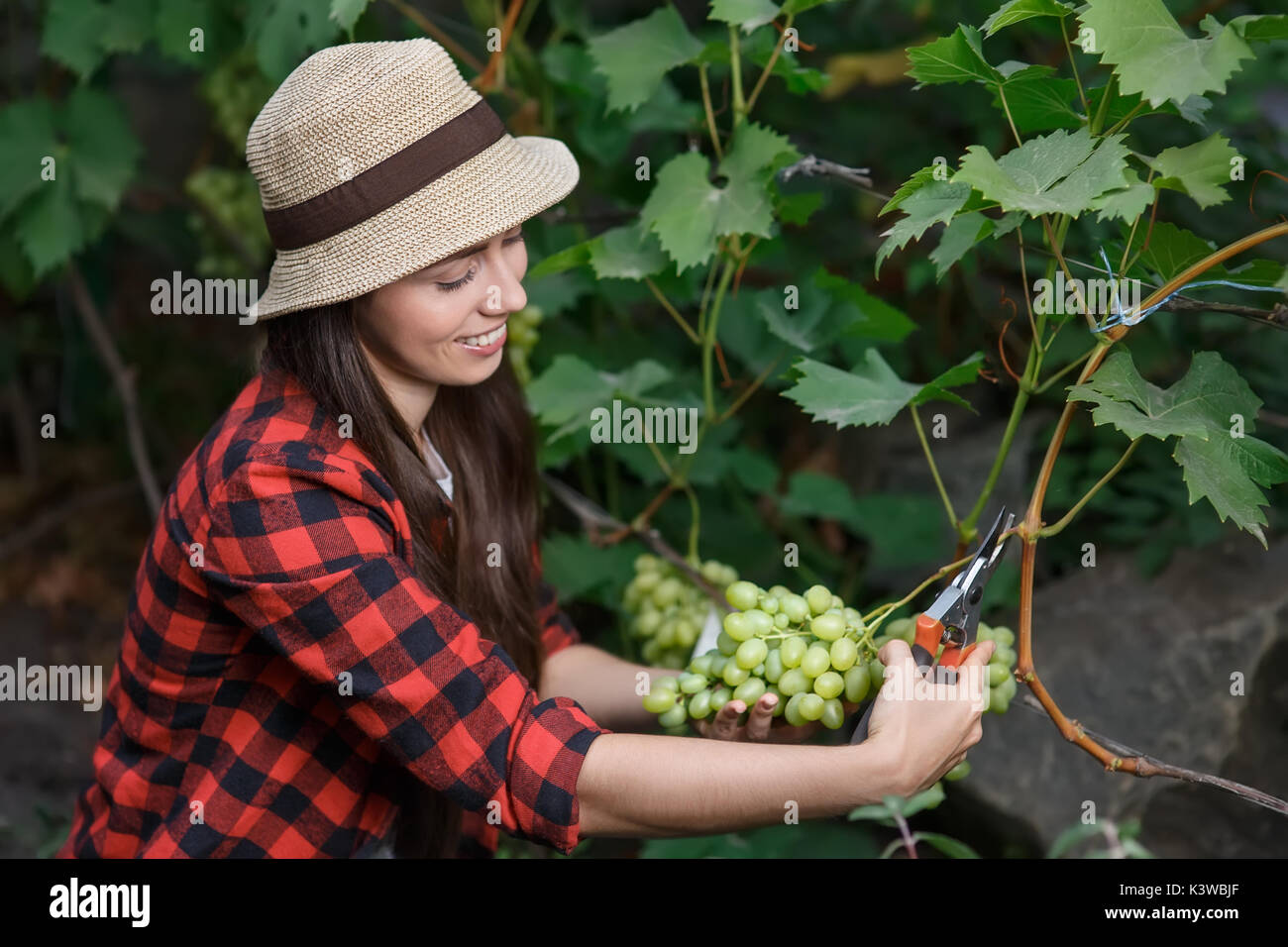 Woman grape harvest vineyard hi-res stock photography and images - Alamy