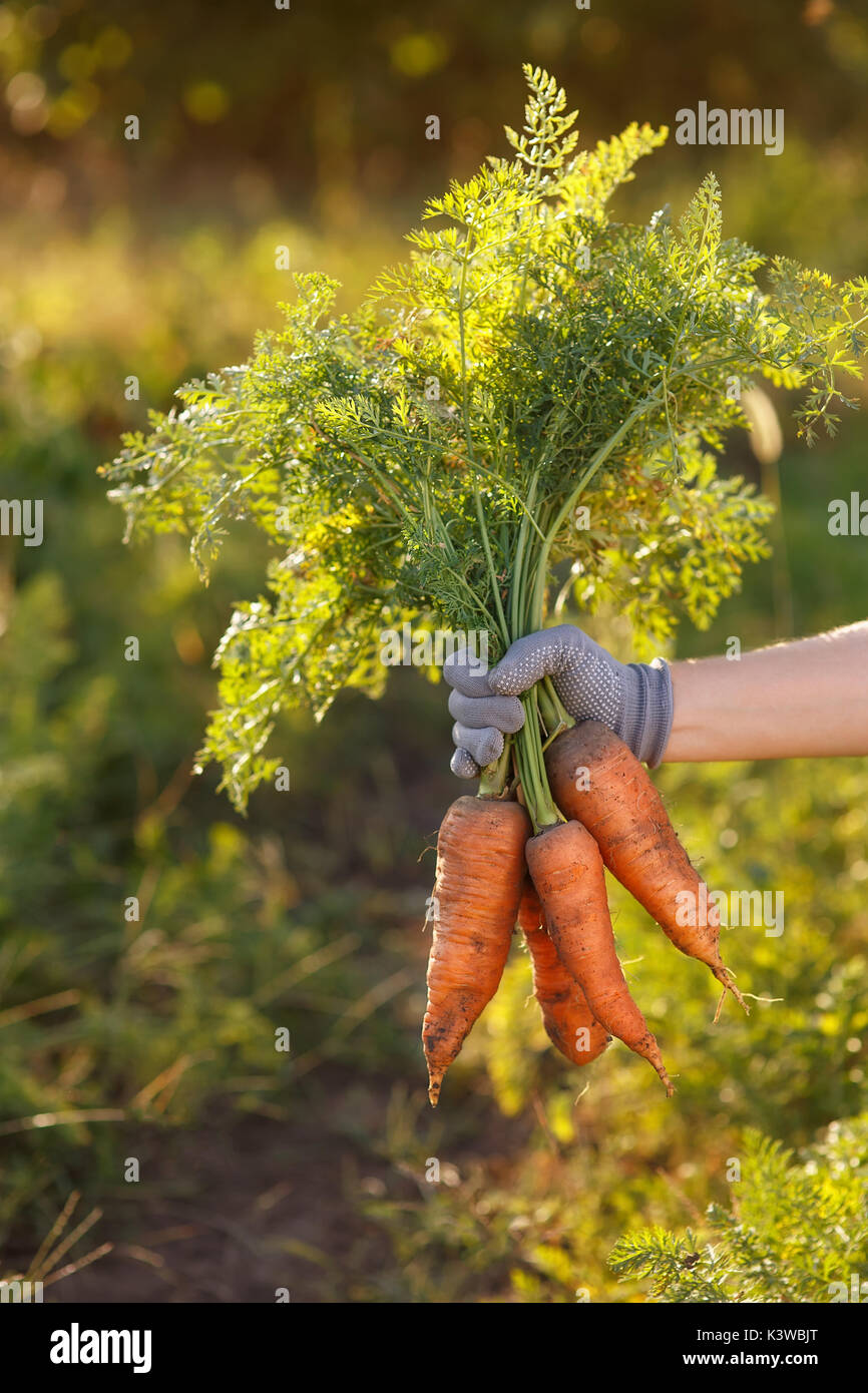 carrots in hands Stock Photo - Alamy