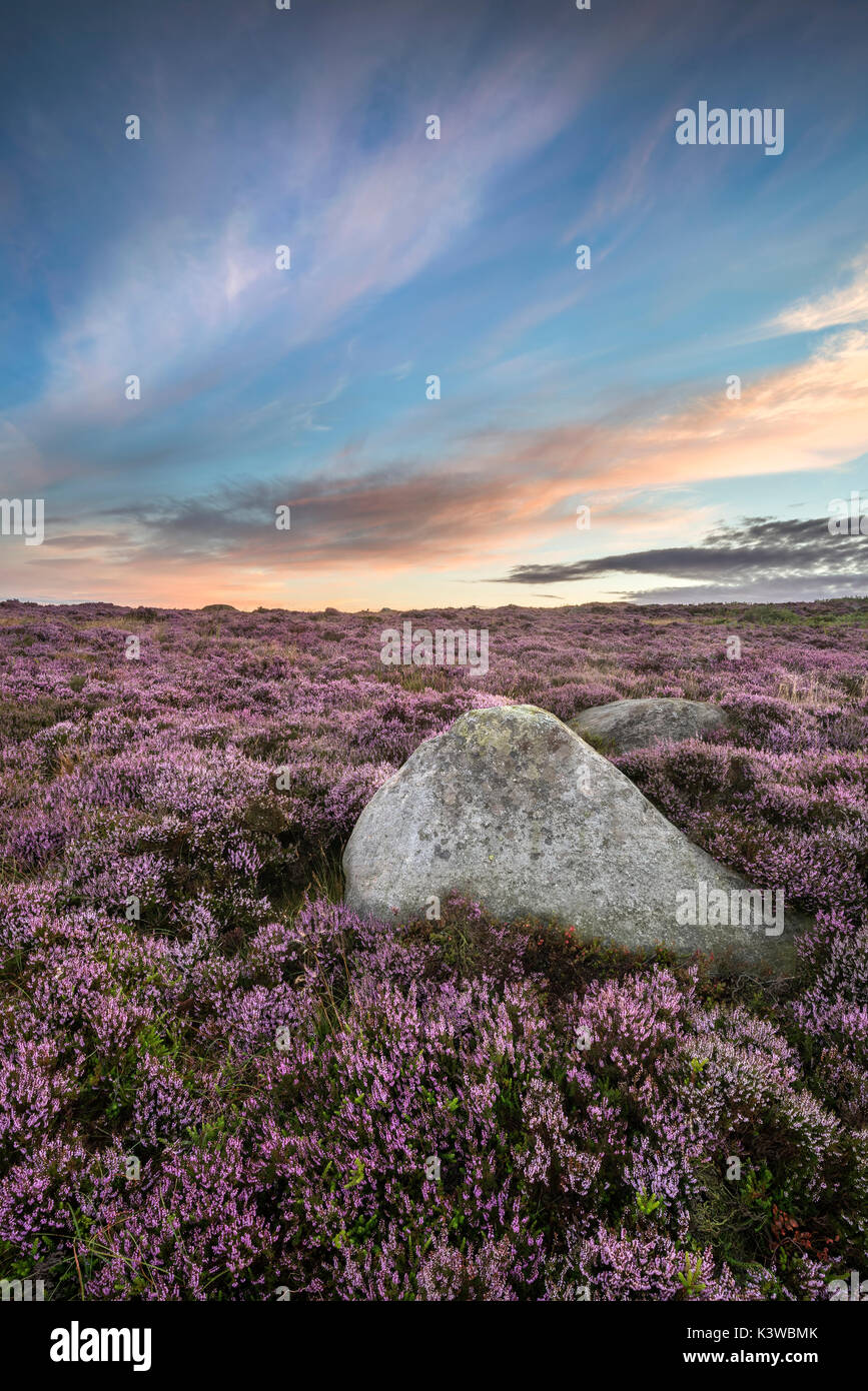 Beautiful dawn sunrise landscape image of heather on Higger Tor in ...
