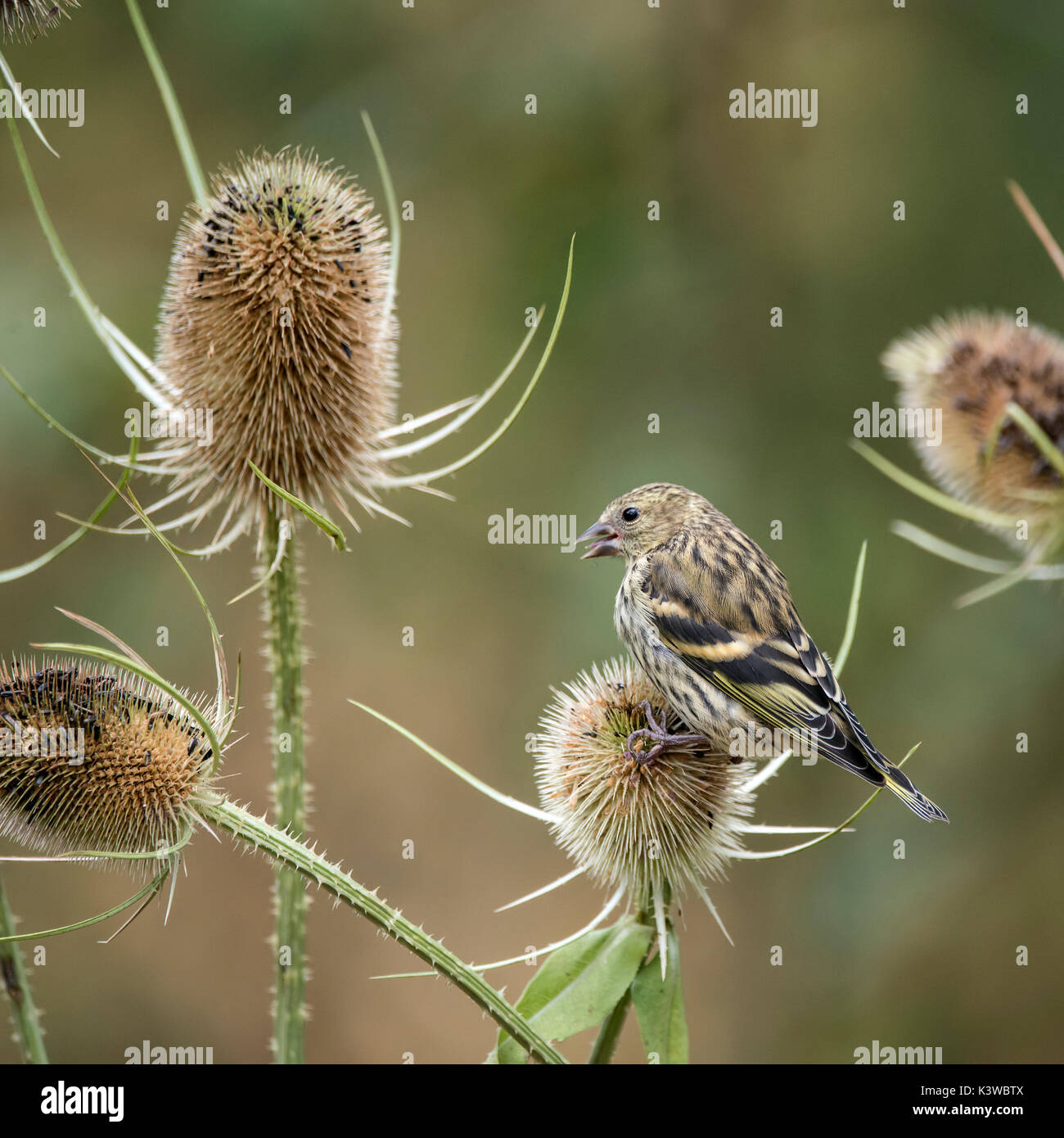 Beautiful juvenile Siskin bird Spinus Spinus on teasels in woodland ...
