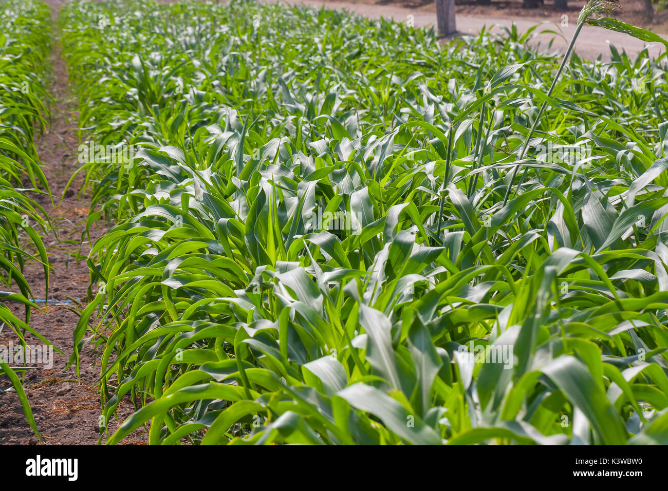 Young corn shoots hi-res stock photography and images - Alamy