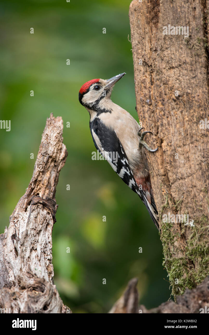 Beautiful Great Spotted Woodpecker bird Dendrocopos Major on tree stump ...