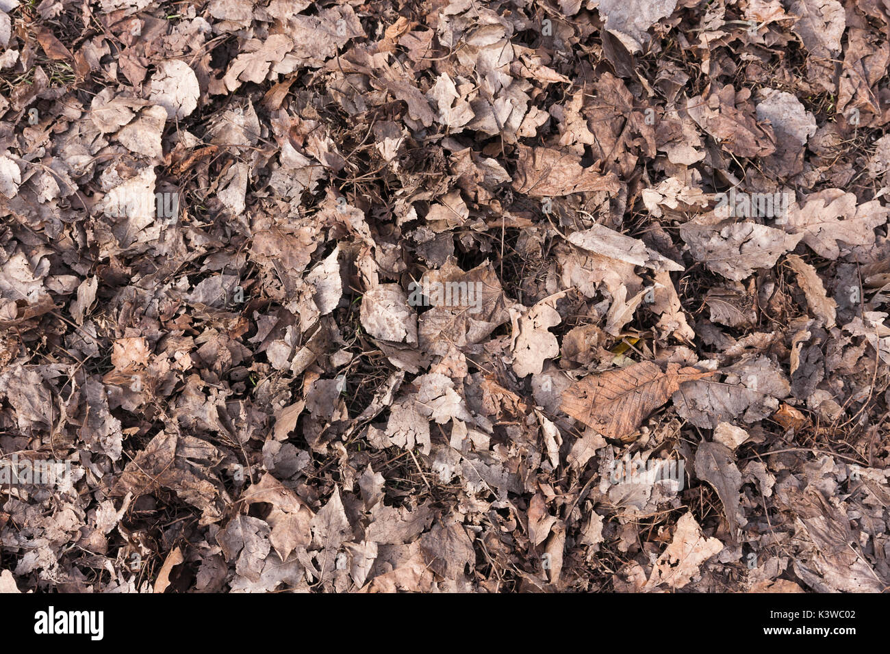 Large dry leaves hi-res stock photography and images - Alamy