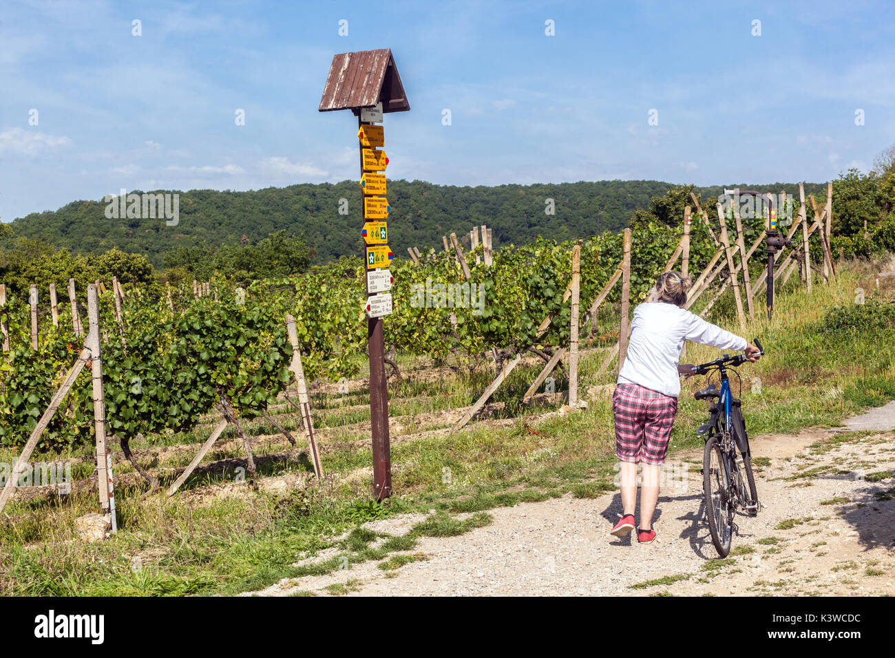 Sobes vineyard is the unique and oldest vineyard in the Czech Republic ...