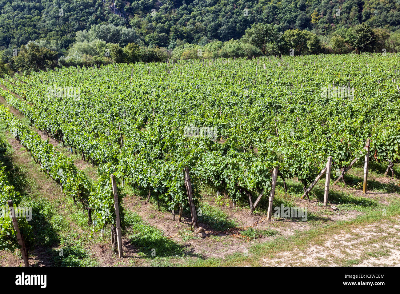Czech vineyards, Sobes vineyard is the unique and oldest vineyard in ...