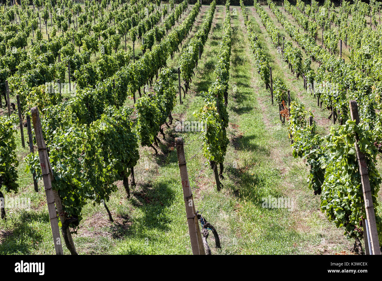 Sobes vineyard is the unique and oldest vineyard in the Czech Republic ...