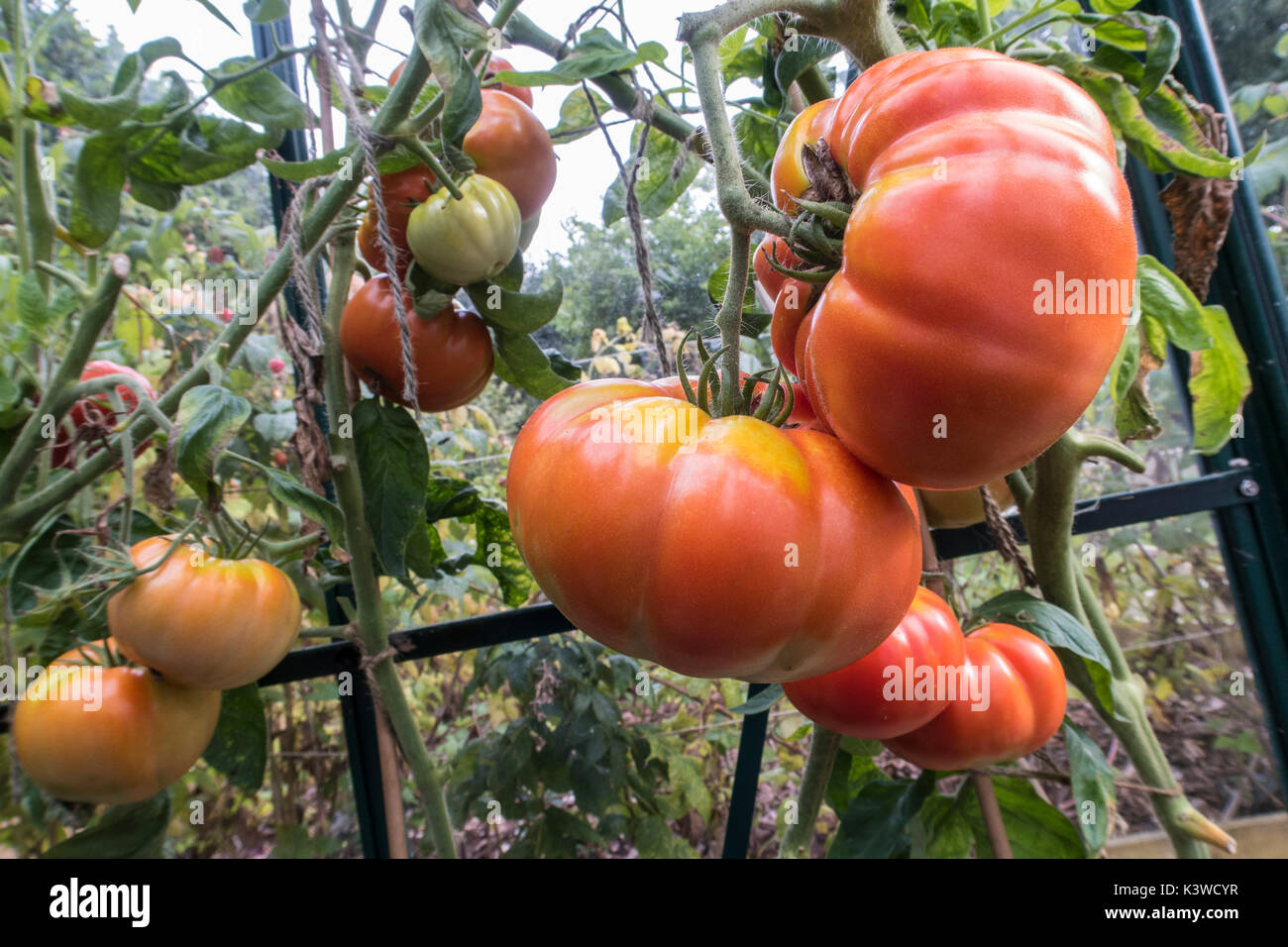 Beef tomato Brandy Wine, a large heritage variety, growing in a ...