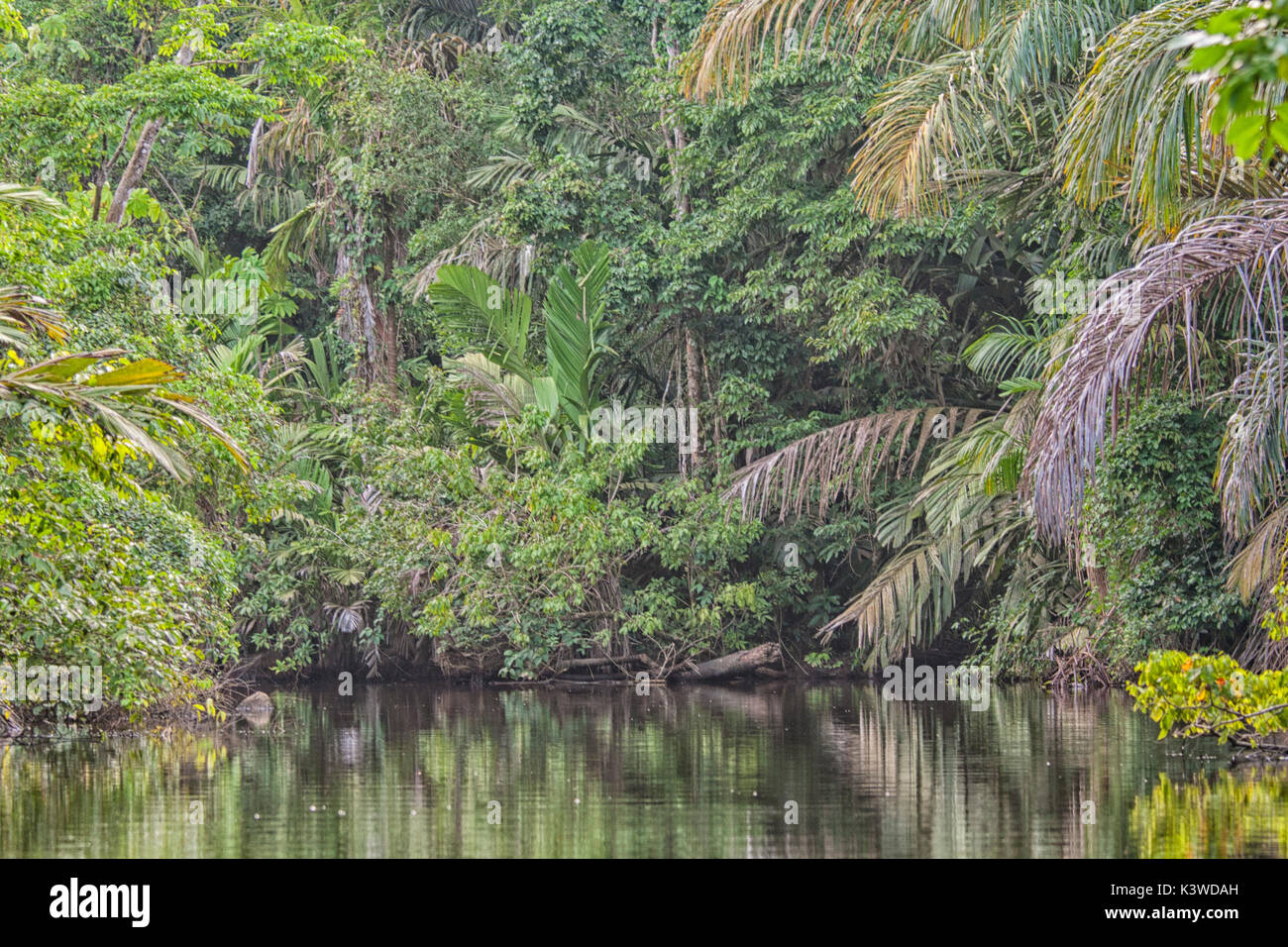 Rainforest in costa rica hi-res stock photography and images - Alamy